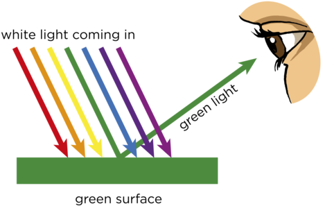 Download Transparent The Green Surface Of The Leaves Absorb All The ...