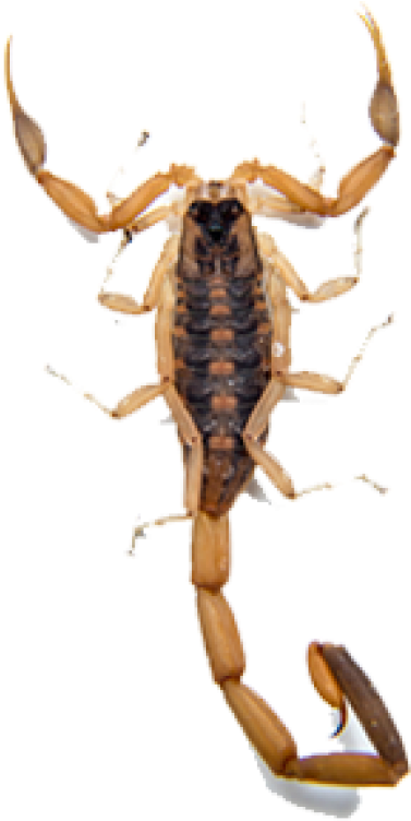 Download Scorpion Png Free Download - Brown Scorpion Transparent ...