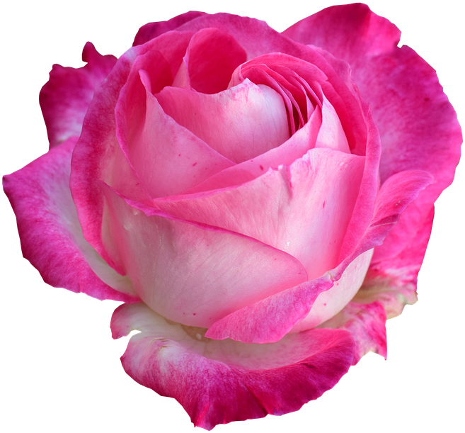 Download Rose, Bright Rose, Rose Png - Hybrid Tea Rose - Full Size PNG ...