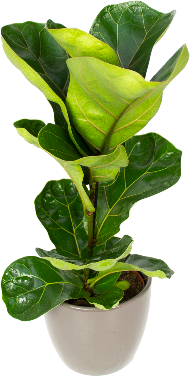 Download Ficus Lyrata - Fiddle Leaf Fig Sketch Transparent - Full Size ...