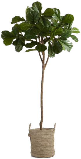 Download 6 Foot Faux Fiddle Leaf Fig Tree - Full Size PNG Image - PNGkit