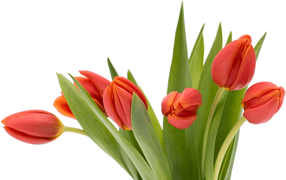 Download Flower - Full Size PNG Image - PNGkit