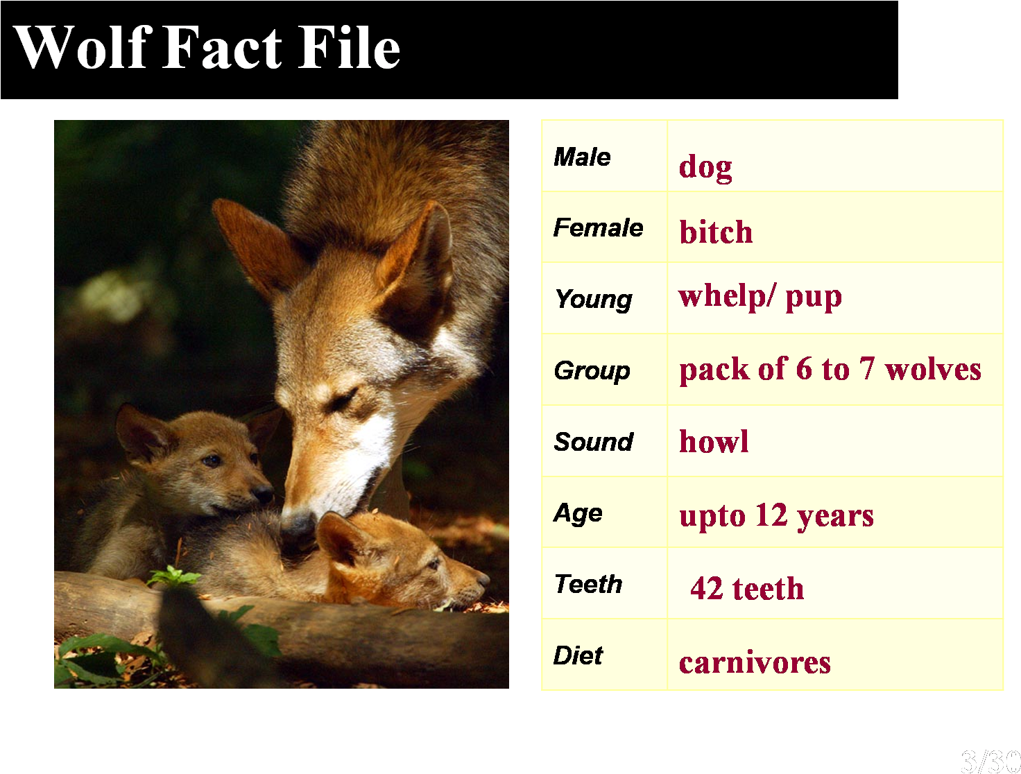 Download Howling Is One Way Wolves “talk” To Each Other - Full Size PNG ...