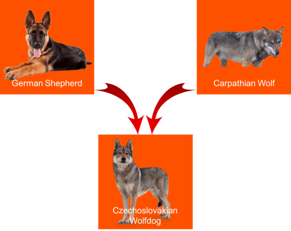 Download The Czechoslovakian Wolfdog - Timber Wolf Black German ...