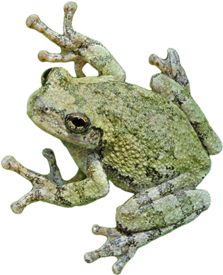 Download Frogs - Eastern Spadefoot - Full Size PNG Image - PNGkit