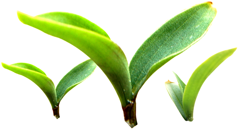 Download Three Buds Sprouting Plants Transparent Plant Vector ...