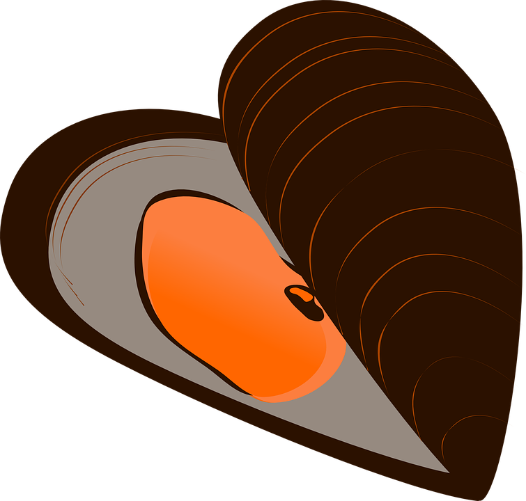 Download Clam Shell Png Download - Mussel Clipart - Full Size PNG Image ...