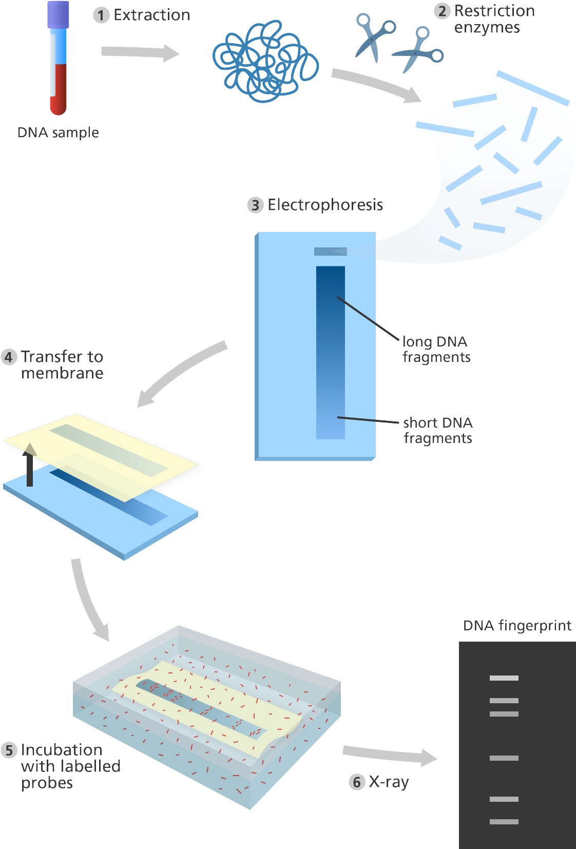 Download Illustration - Method Of Dna Fingerprinting - Full Size PNG ...