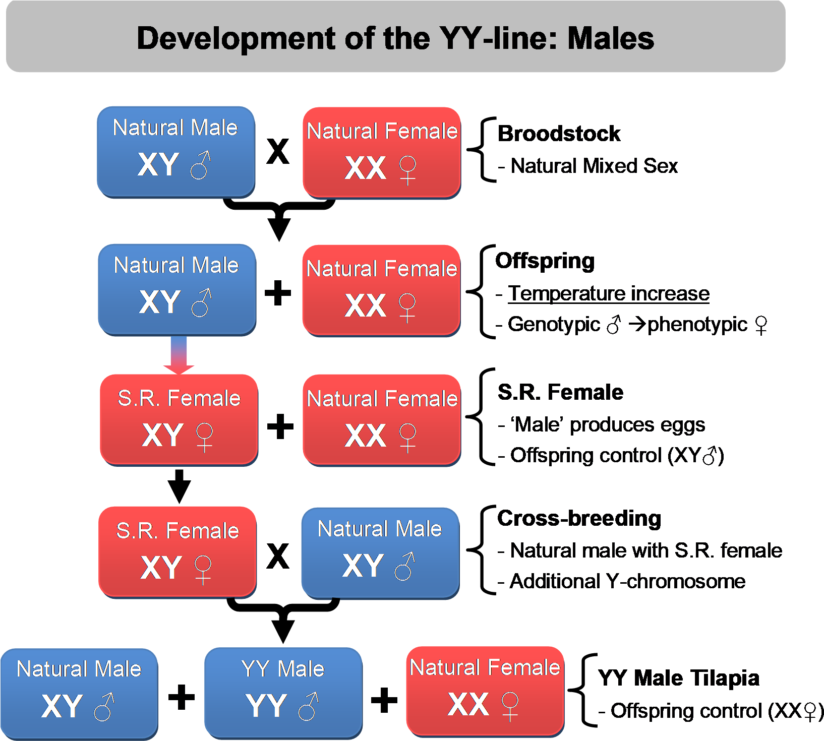 Download The Production Of The Yy-males - Female Xy Male Yy - Full Size ...