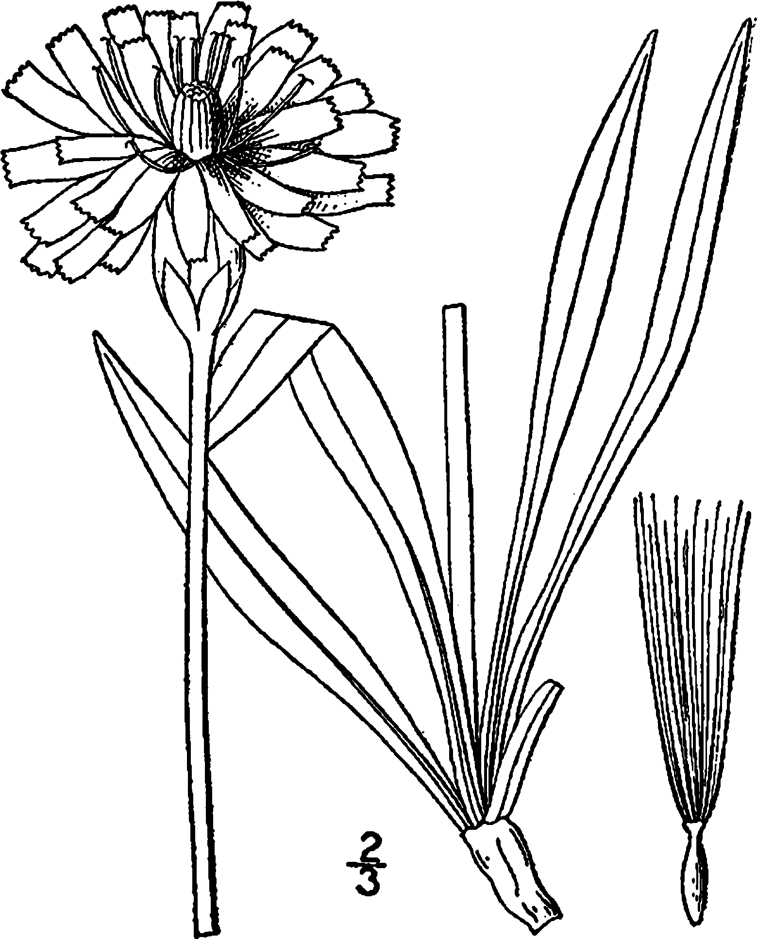 Download Agoseris Glauca Drawing - Plant In Mountain Drawing - Full ...