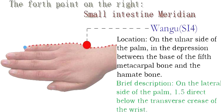 Download 4 Small Intestine Meridian - Small Intestine Points In Human ...