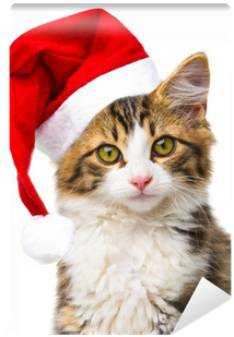 Download Cute Little Long Haired Maine Cat With Santa Cap Wall - Tabby ...