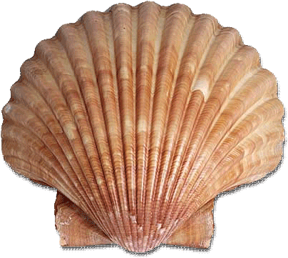 Download Crystal River Scallop Tours - Scallop Shell - Full Size PNG ...