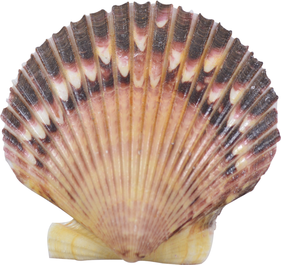 Download Holiday's Purple Scallop Seashells 2-4" - Holiday's Purple ...