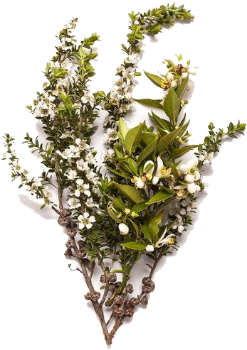 Download Lemon Tea Tree - Full Size PNG Image - PNGkit