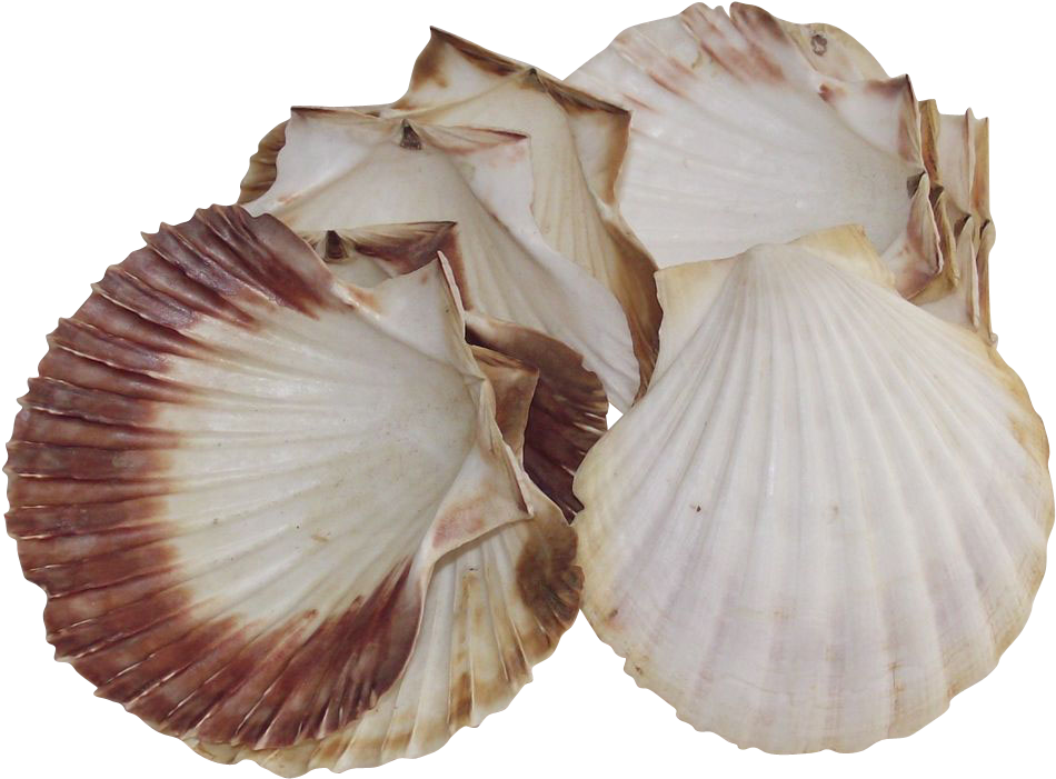 Download Natural Sea Scallop Shells For Baking Large Set Of - Cockle ...