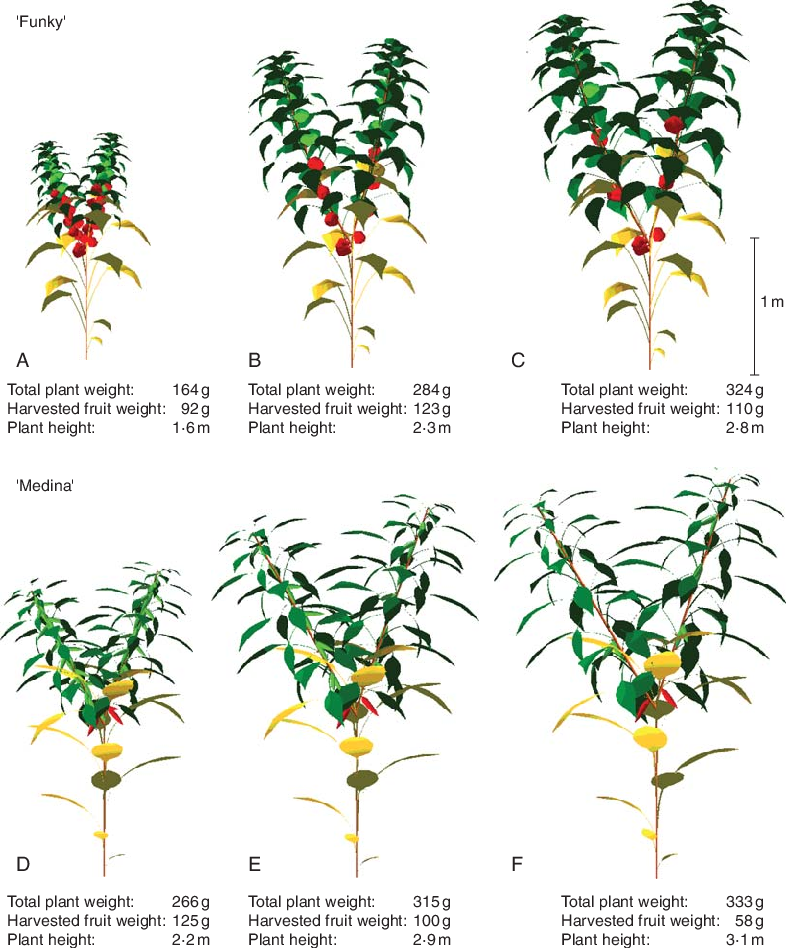 Download Ripped Fruit, Growing Fruit And Dead Leaves Are Characterized ...