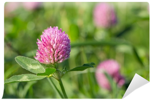 Download Clover - Full Size PNG Image - PNGkit