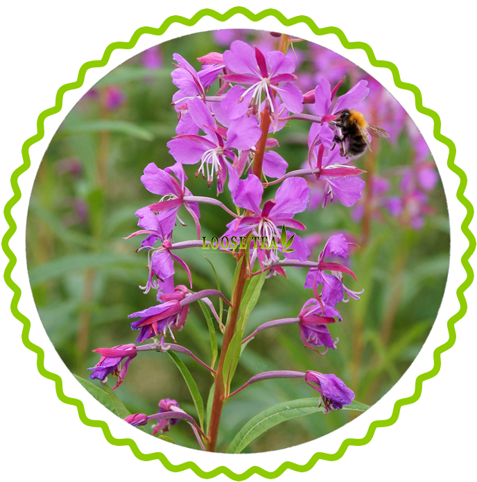 Download Rosebay Willowherb Tea In A Field - Fireweed - Full Size PNG ...