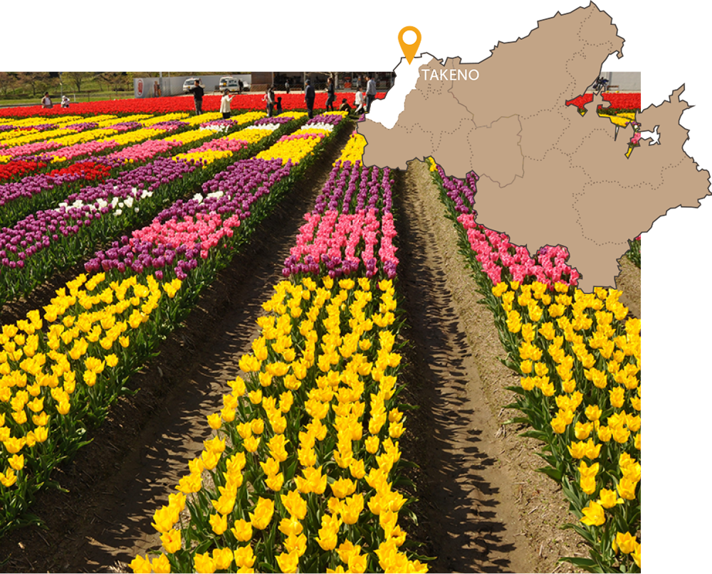 Download Image Of Tanto And Map - Tulip - Full Size PNG Image - PNGkit