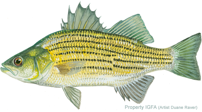 Download Transparent Jordan And Eigenmann, - Yellow Stripers Fish - PNGkit