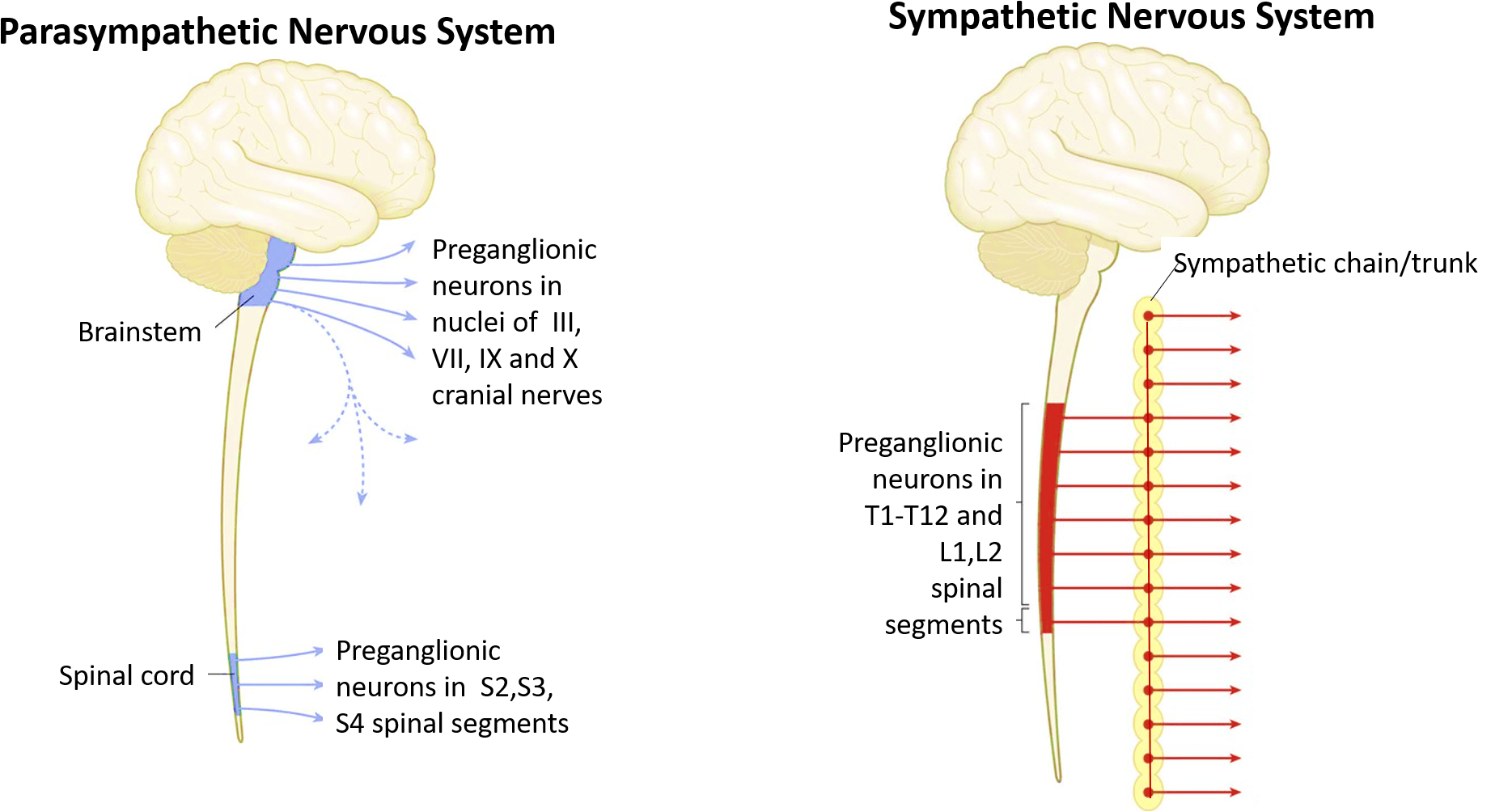 Download Sympathetic And Parasympathetic Outflow - Sympathetic Nervous ...