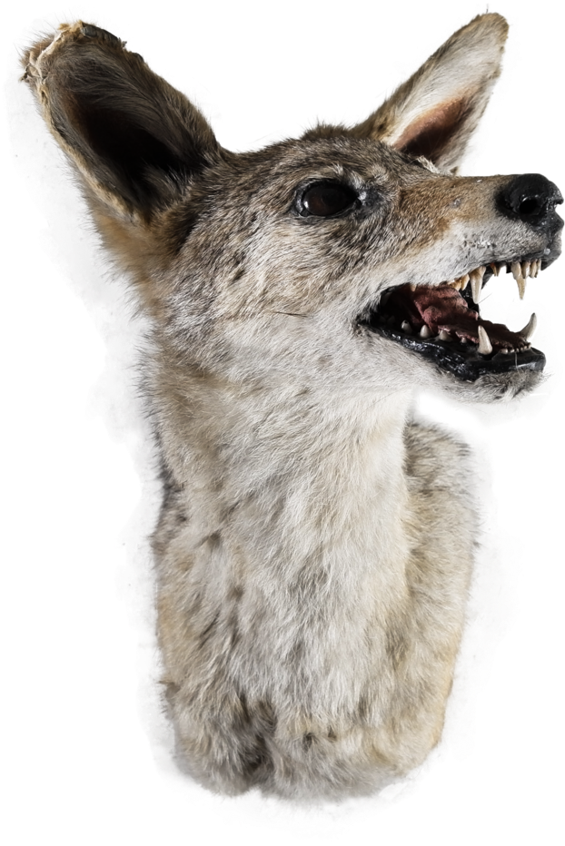 Download African Jackal Head Mount - Full Size PNG Image - PNGkit
