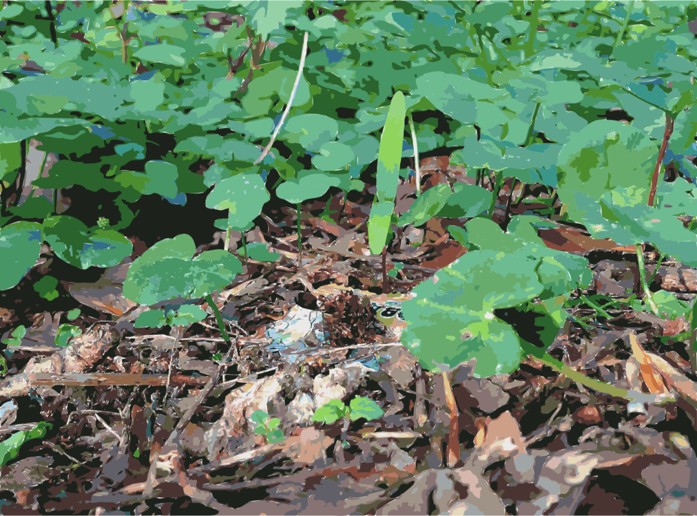 Download Leaf Soil Lawn Herb Groundcover - Soil - Full Size PNG Image ...