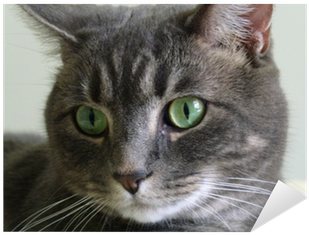 Download Cat - Full Size PNG Image - PNGkit