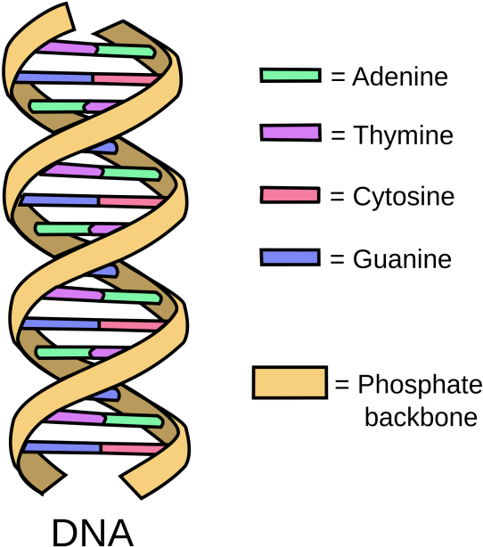 Download Dna Diagram - Simple Dna Structure - Full Size PNG Image - PNGkit