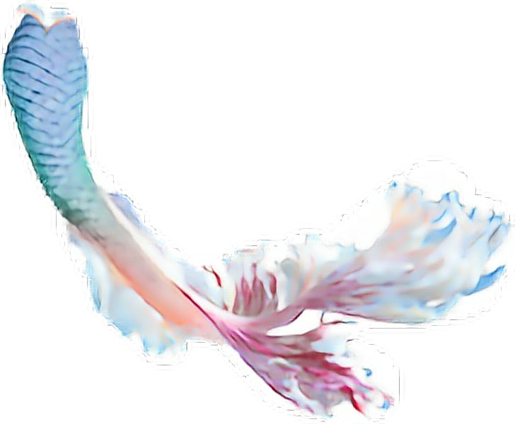 Download Mermaid Tail Transparent Background - Full Size PNG Image - PNGkit