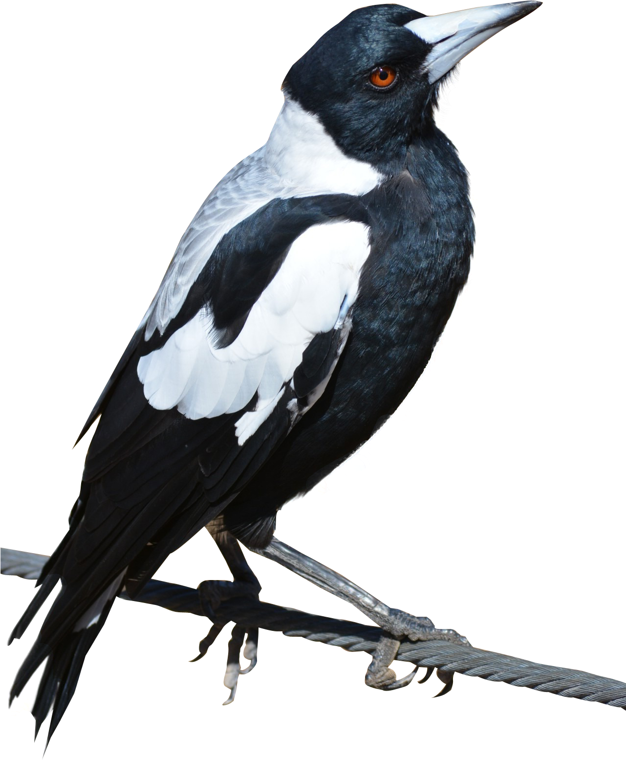 Download Best Free Birds Png Icon - Full Size PNG Image - PNGkit