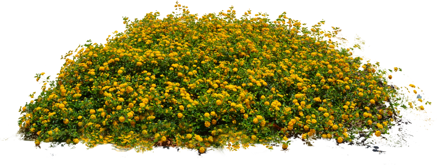 Download Transparent Plants Png Image - Plants Png - PNGkit