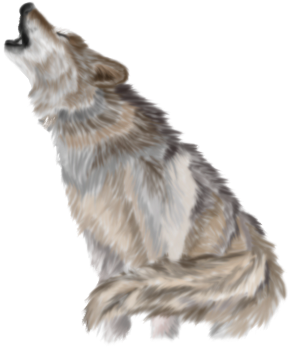 Download Download - Wolf Png - Full Size PNG Image - PNGkit