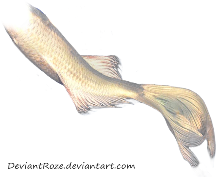 Download Mermaid Tail 06 By ~deviantroze On Deviantart - Transparent ...