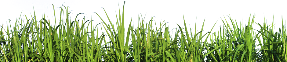 Download Grass Side View Png - Full Size PNG Image - PNGkit