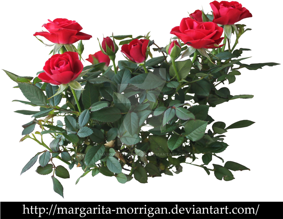 Download Rose Png - Rose Flower Plant Png - Full Size PNG Image - PNGkit