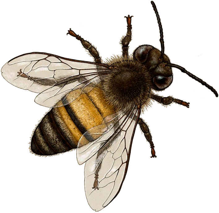 Download Bee Png Image With Transparent Background - Bee Png - Full ...