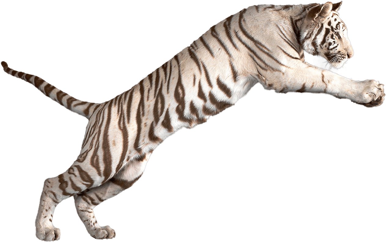 Download Jumping White Tiger - White Tiger Transparent Background ...