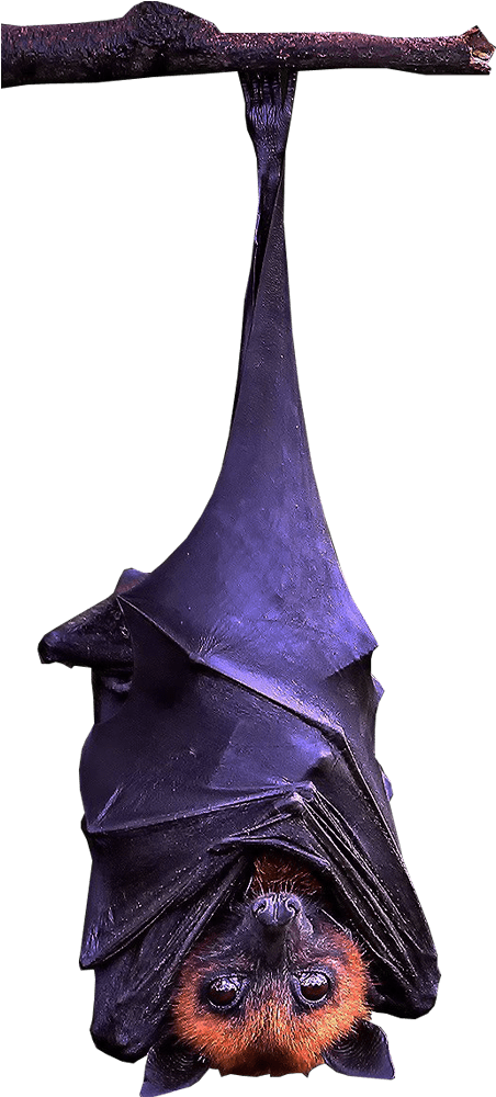 Download Bat Hanging Transparent Background - Full Size PNG Image - PNGkit