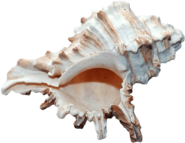 Download Free Png Ocean Sea Shell Png Images Transparent - Seashell Png ...