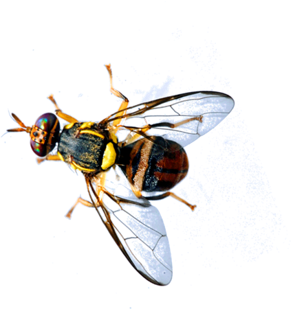 Download Bactrocera - Full Size PNG Image - PNGkit