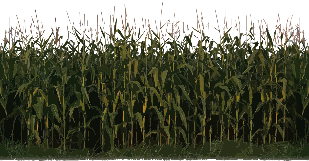 Download Corn Plant Png Image - Farm Double-sided Cardstock 12"x12 ...