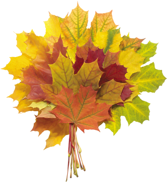 Download 0, - Autumn Leaf - Full Size PNG Image - PNGkit