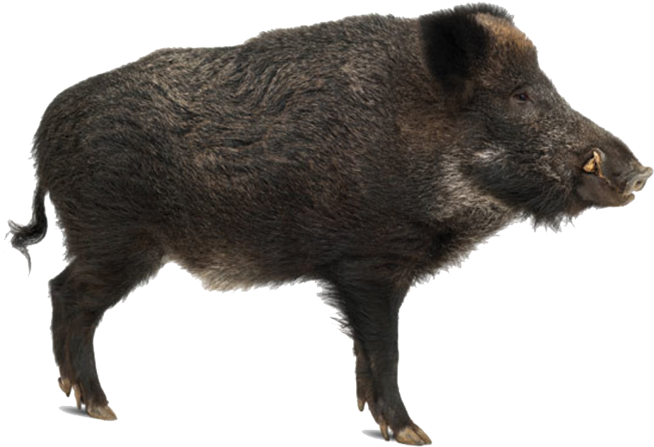 Download Wild Boar Side View - Full Size PNG Image - PNGkit