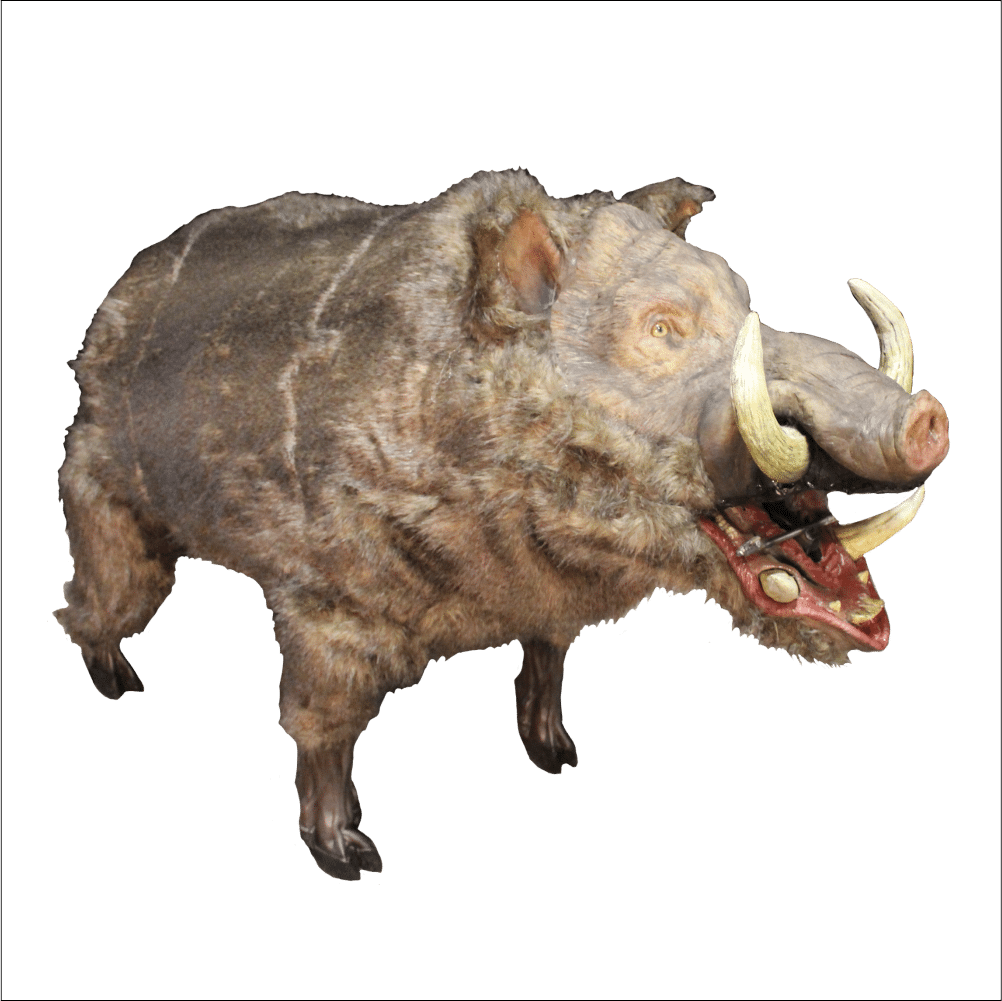 Download Transparent Wild Pig Transparent - PNGkit