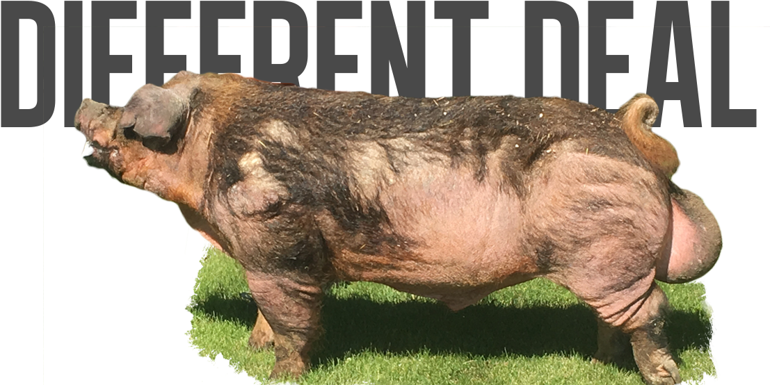 Download Bold - Domestic Pig - Full Size PNG Image - PNGkit