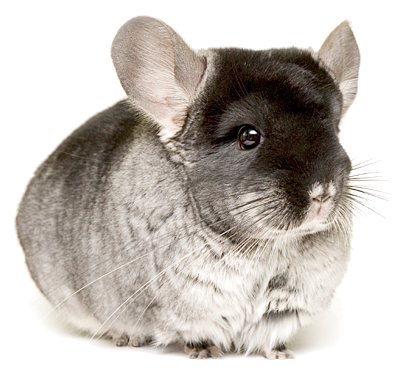 Download Chinchillas In Png - Full Size PNG Image - PNGkit