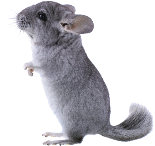 Download Dans La Nature, Le Chinchilla Prospère Dans Un Environnement ...