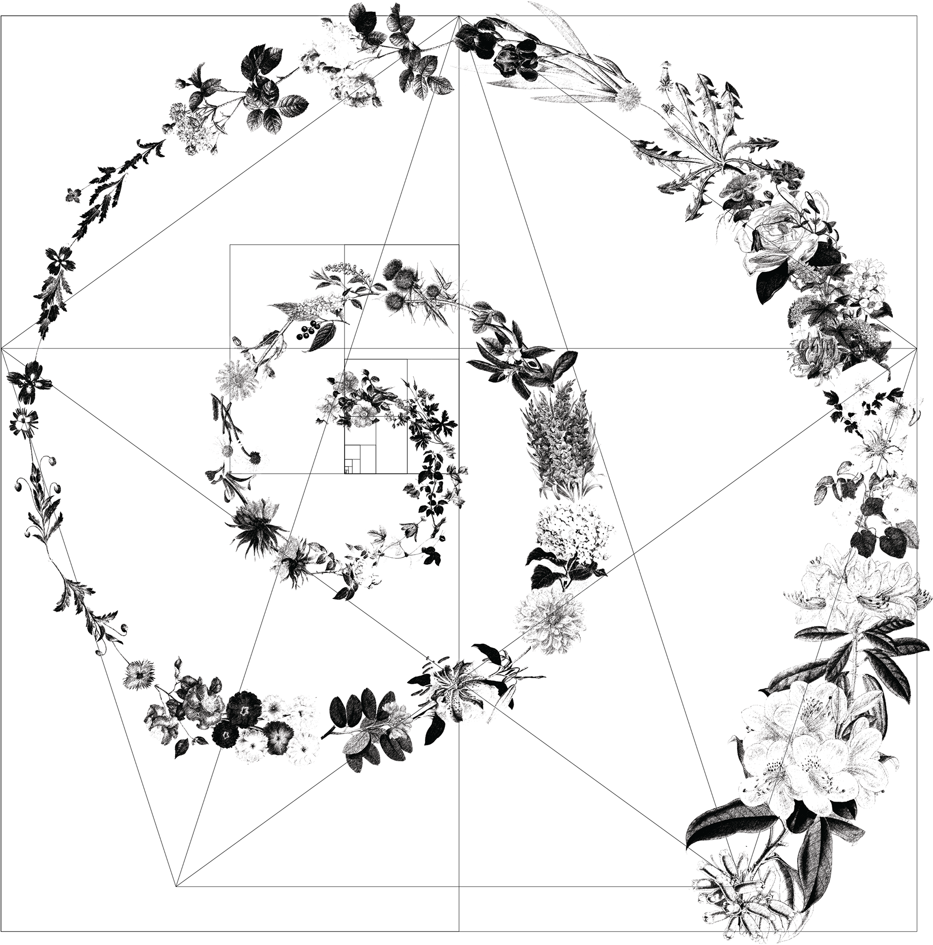 Download Transparent The Base Of The Illustration Is The Golden Ratio ...